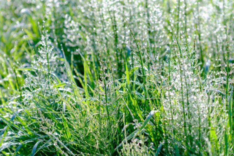 スギナの除草・駆除に有効な方法を徹底解説！タイミングや除去後の予防策も紹介 - セーフリー
